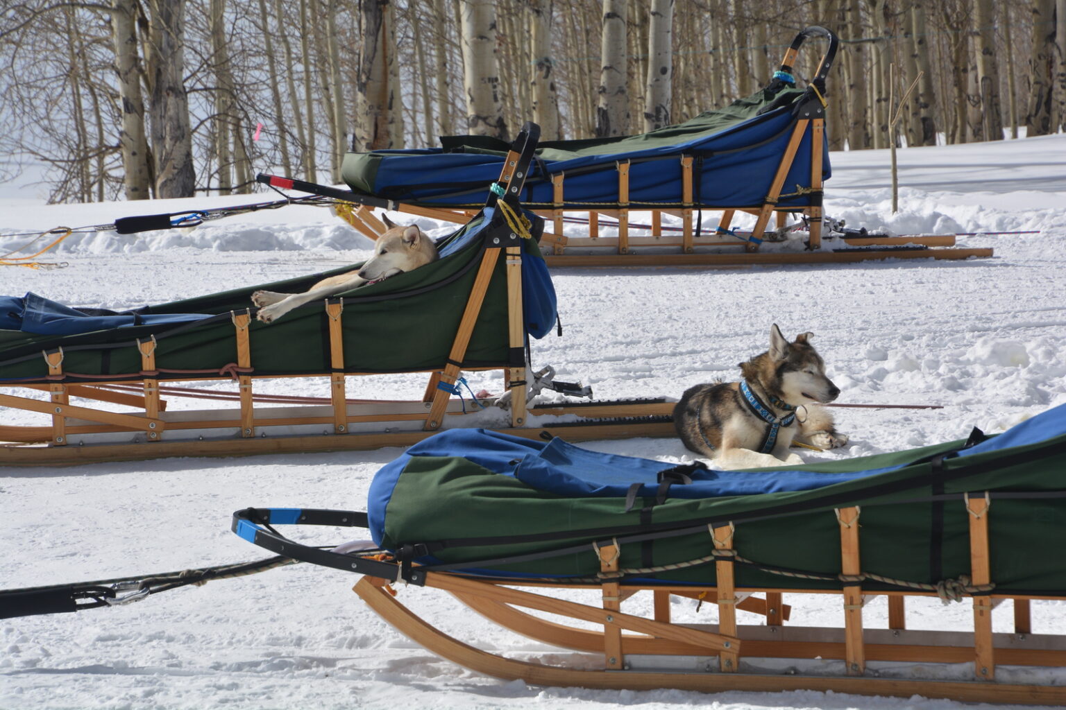 About Snow Buddy Dog Sled Adventures | Dog Sledding in Colorado